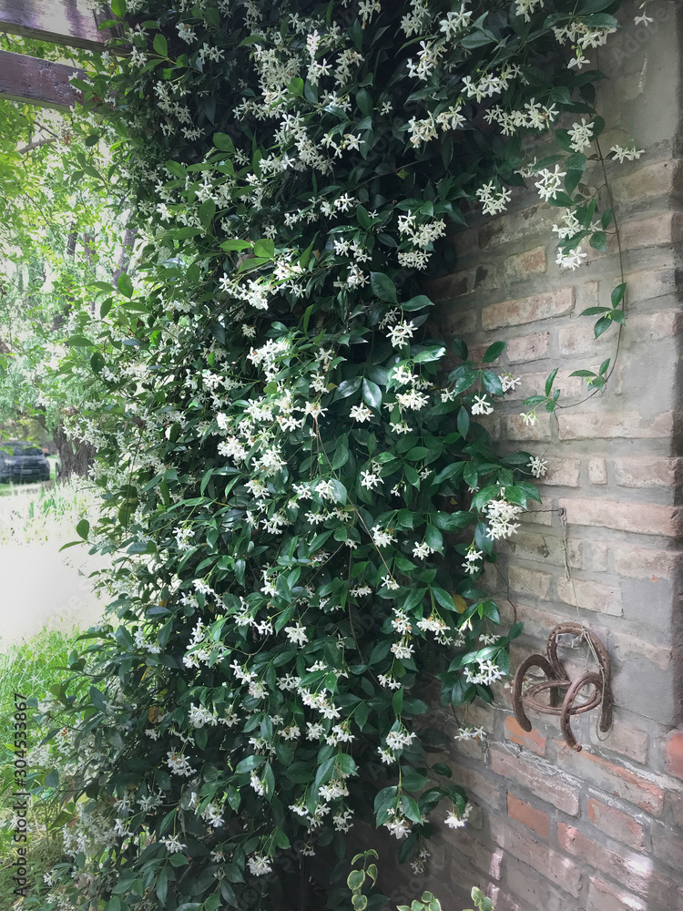 Trachelospermum Jasminoides Wall