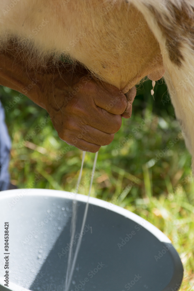farmer collecting with his hands the milk directly from the cow Stock ...