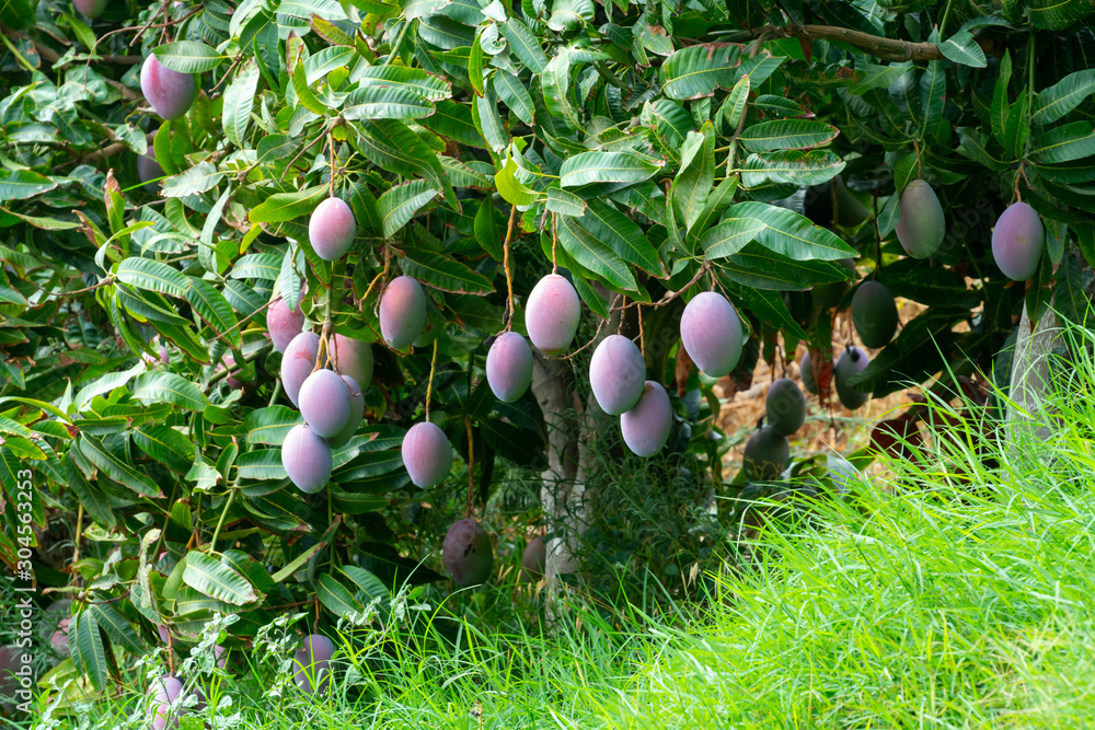 Foto de Cultivation of exotic sweet fruit mango in subtropical Malaga ...