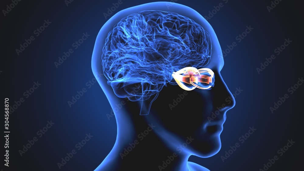 3d render of human eye sclera anatomy Stock Illustration | Adobe Stock