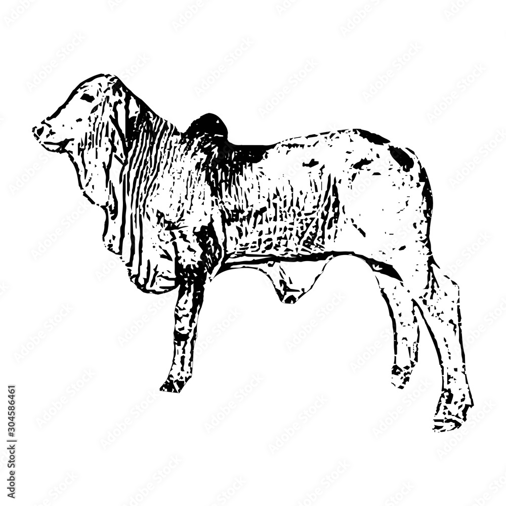 Vecteur Stock Sketching vector. The beautiful american brahman calf ...