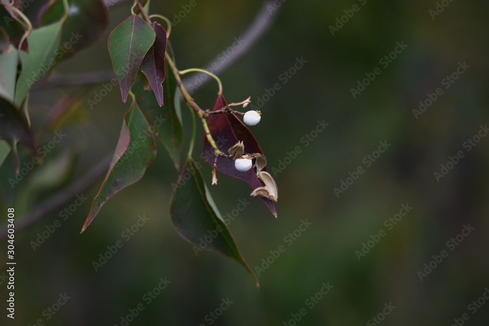 The Chinese tallow tree seeds / Chinese tallow tree (Triadica sebifera ...