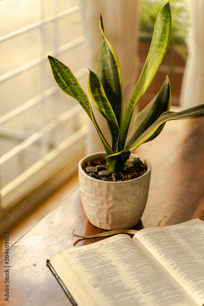 Christian devotion time showing a house plant with an open bible next ...