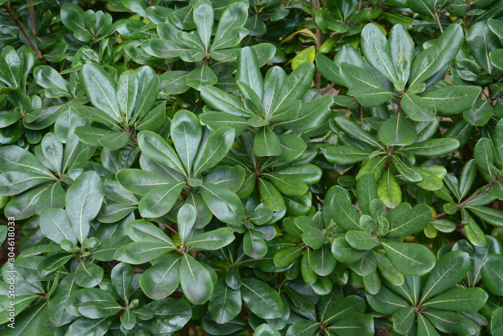 Japanese cheesewood leaves / Japanese cheesewood (Pittosporum tobira ... Japanese cheesewood leaves / Japanese cheesewood (Pittosporum tobira ...