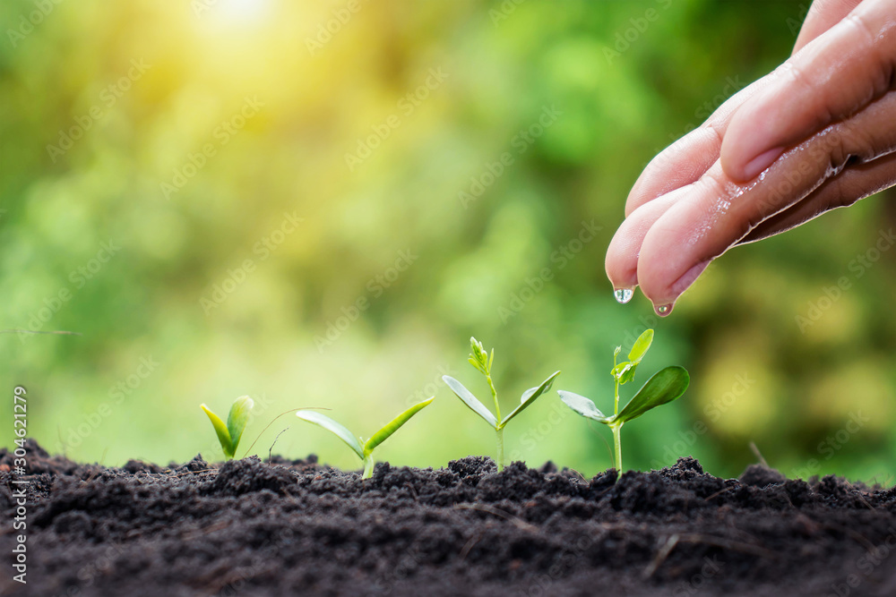 The hands of people who look after the trees and water the small plants ...