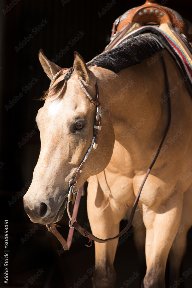 Western Horse Portrait Stock Photo | Adobe Stock