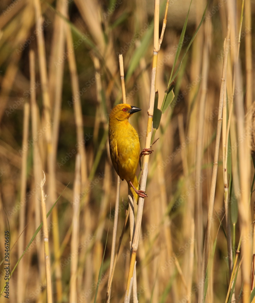 Eastern Golden Weaver male or Yellow Weaver perched on a stalk in a ...