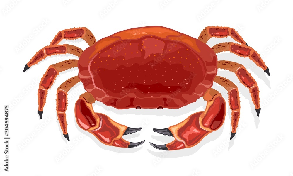 Cooked red crab, partan. Prepared steamed or boiled crustacean. Vector ...