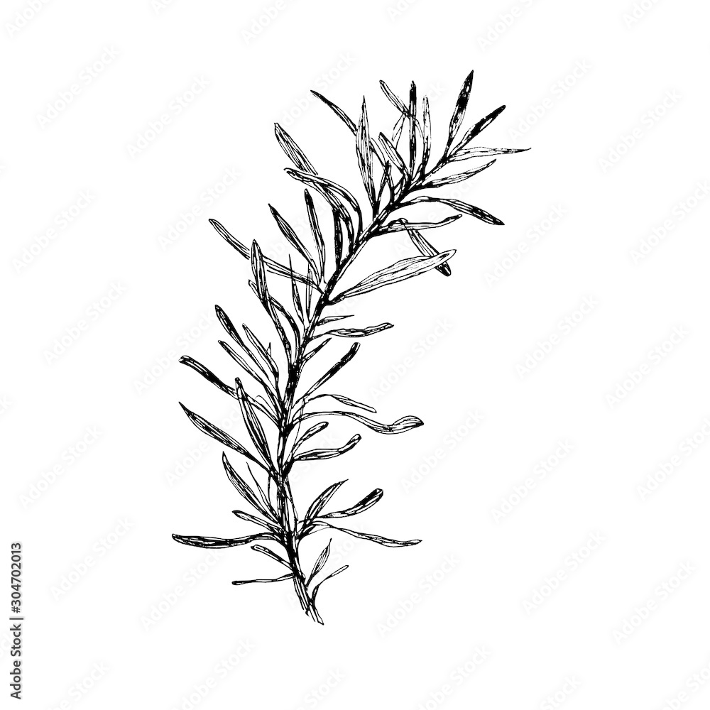 Rosemary illusration on white background, Rosemary sketch, Rosemary ...