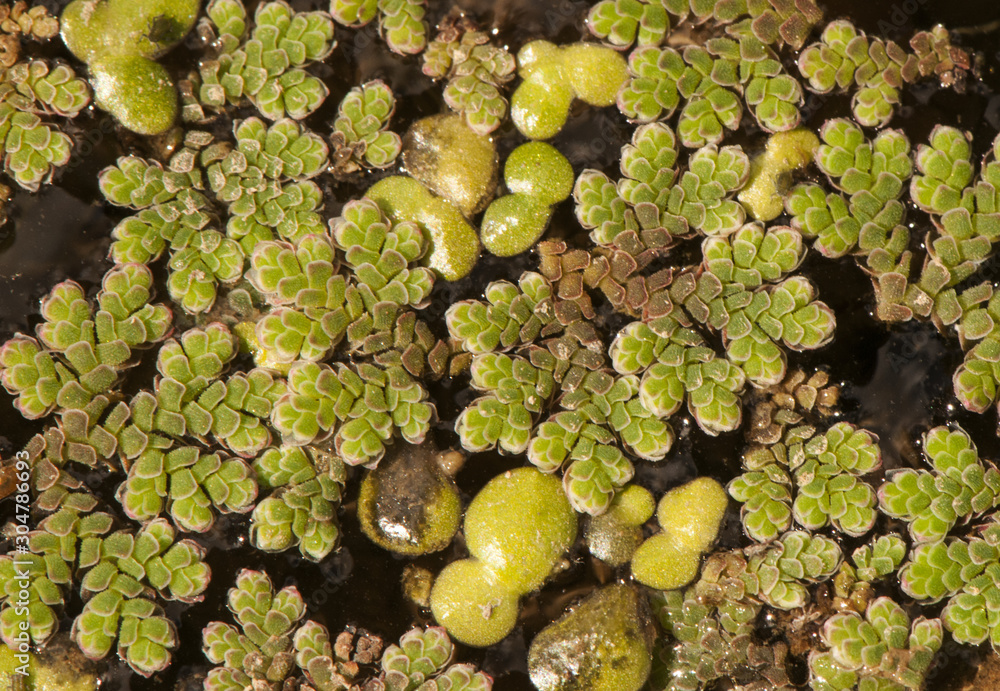 Lemna cf gibba swollen duckweed weed that grows in bodies of stagnant ...