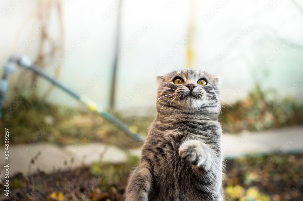 Little and cute gray tabby kitten is funny played and writhes, photos ... Little and cute gray tabby kitten is funny played and writhes, photos ...
