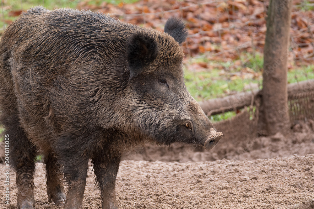 wild boar profile with visible teeth Stock Photo | Adobe Stock