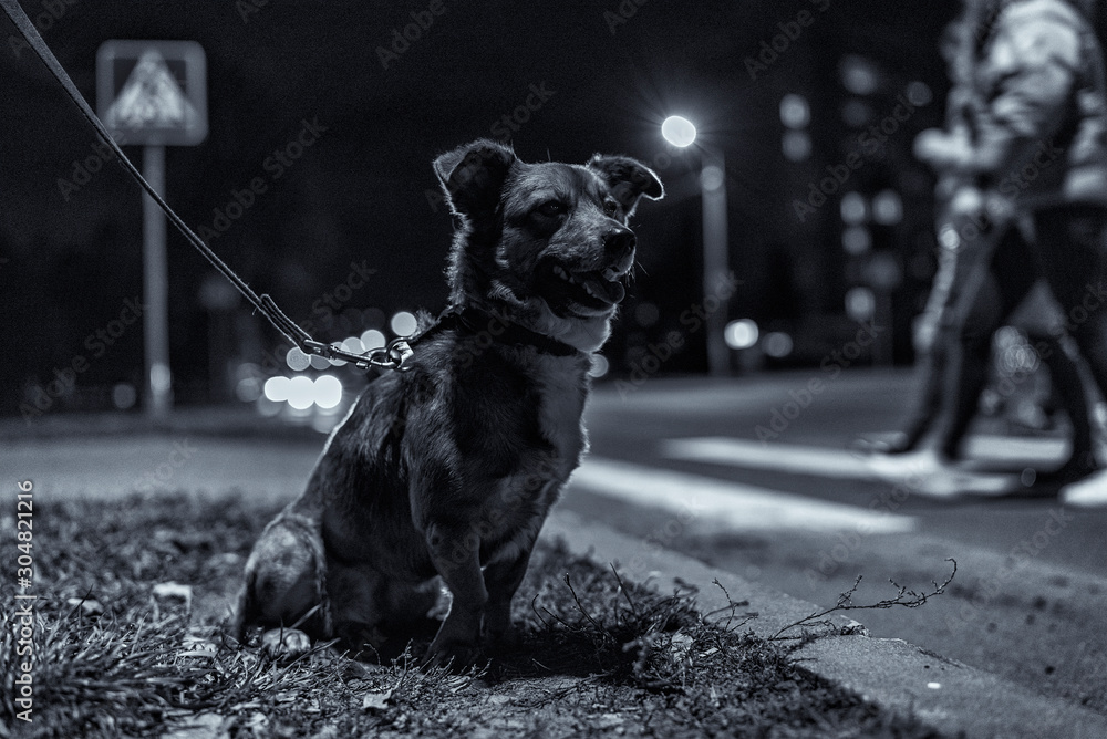 Dog in the night city. Photographed on a black and white film with a ...