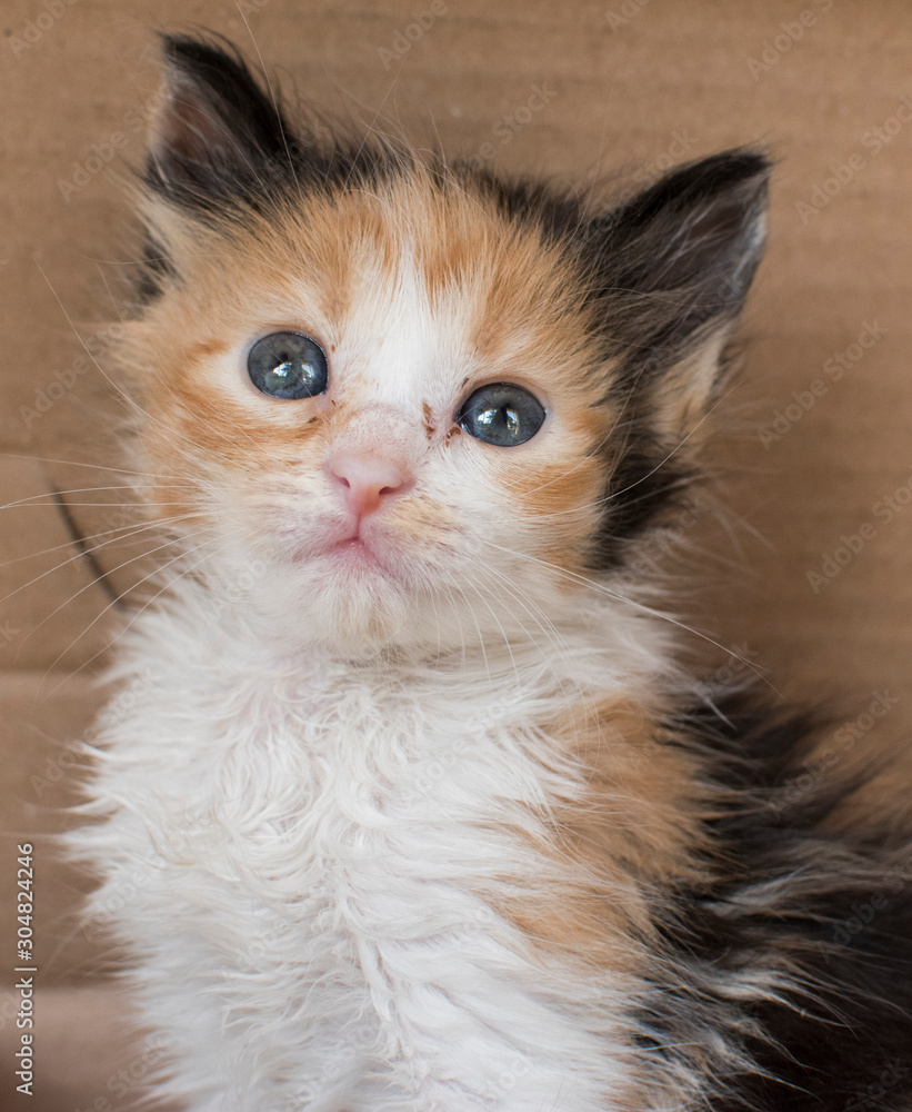 Little cat Stock Photo | Adobe Stock