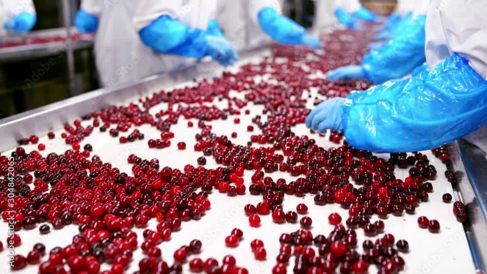 Cherry in sorting process. Red ripe cherries on a wet conveyor belt in ...
