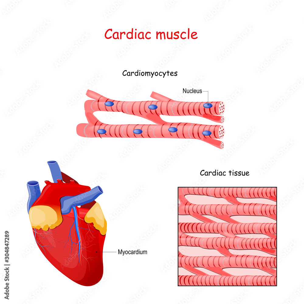 Structure of Cardiac muscle fibers. anatomy of cardiomyocyte. vector de ...