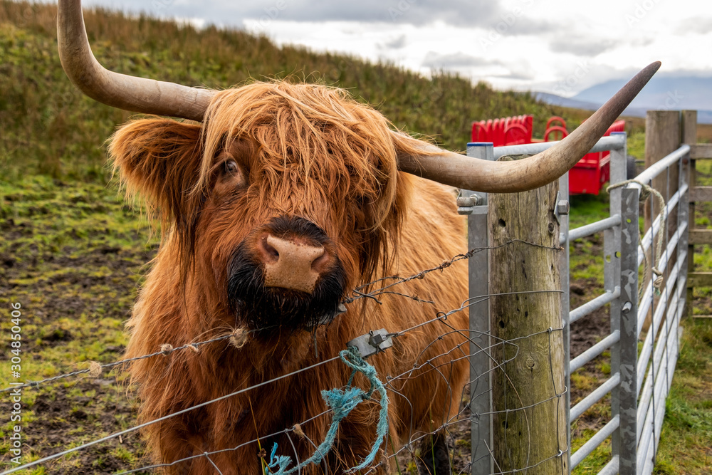 Schottisches Hochland Rind Stock Photo | Adobe Stock