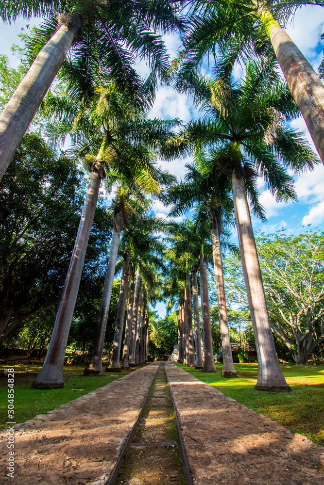 Train tracks between large palm trees of a hacienda in Yucatan, Mexico ...
