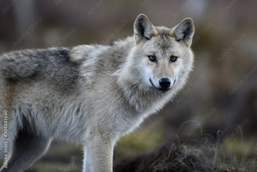 Eurasian wolf, also known as the gray or grey wolf also known as Timber ... Eurasian wolf, also known as the gray or grey wolf also known as Timber ...