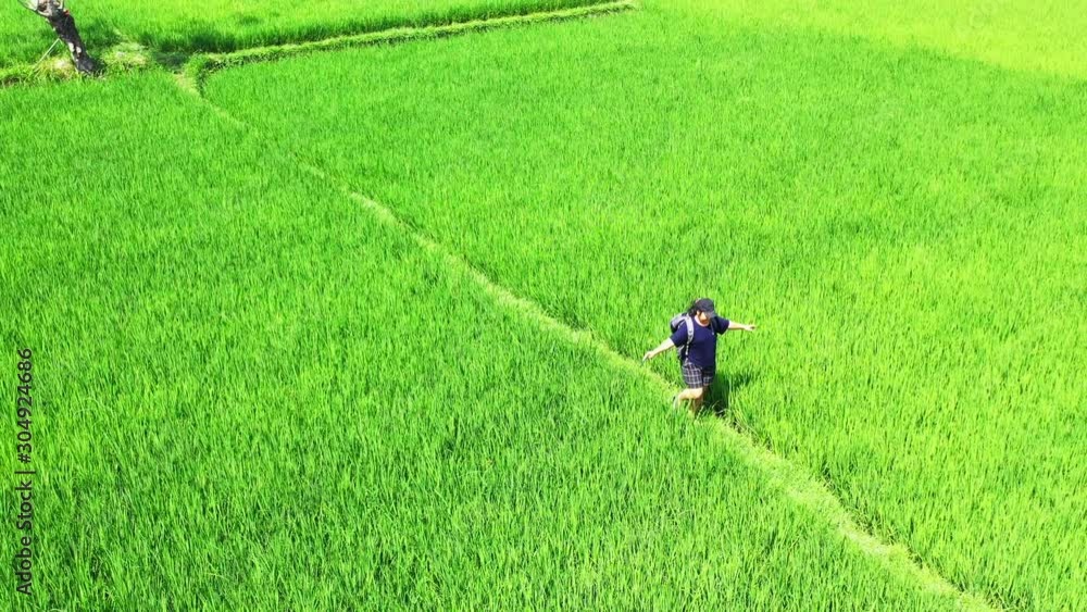 Thailand Beautiful Rice Field Showing Wide Hectares Of Tilled Land ...