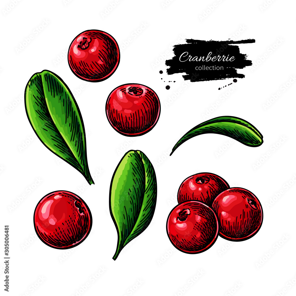 Cranberry vector drawing. Isolated berry branch sketch on white ...