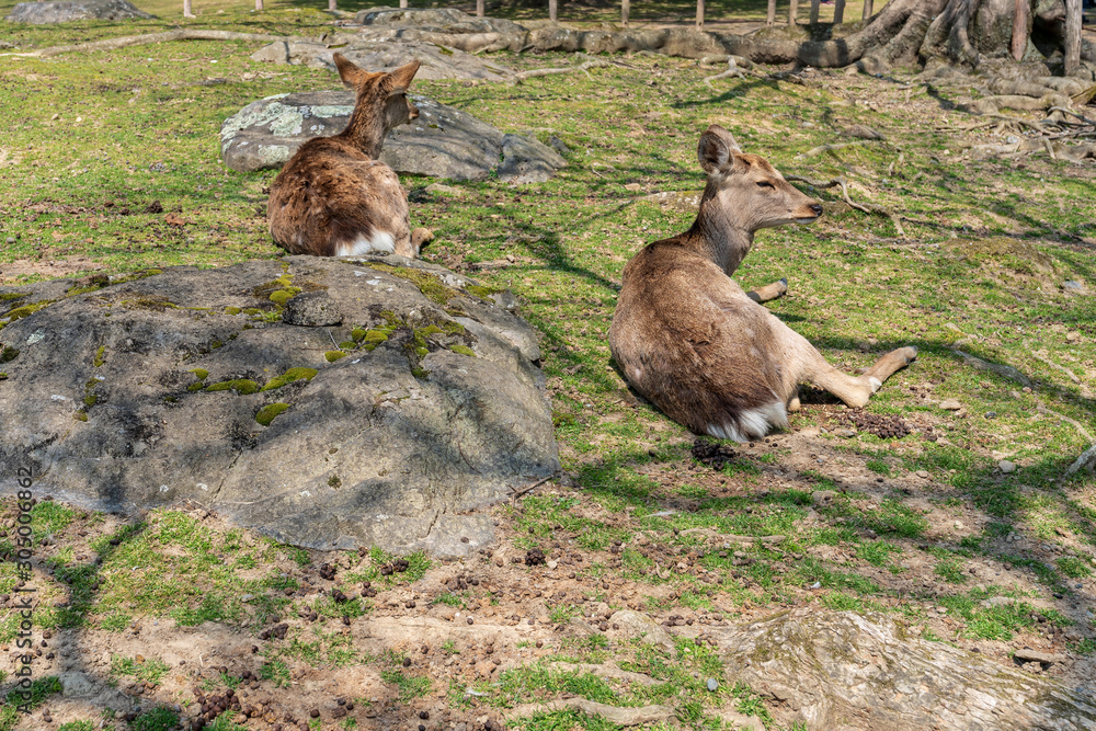 Beautiful Nara Deer at Nara city, Japan. Nara park is a famous place ...