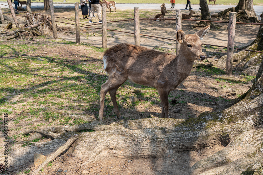 Beautiful Nara Deer at Nara city, Japan. Nara park is a famous place ...