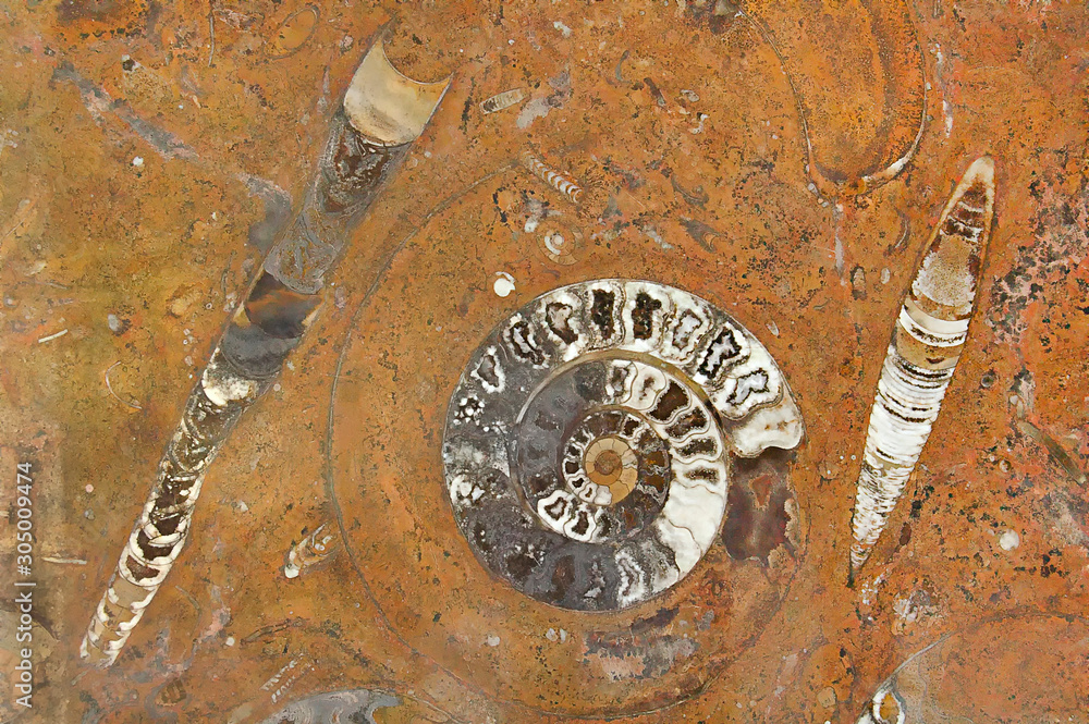 Fossil spiral shell and ancient petrified organisms in granite Stock ...