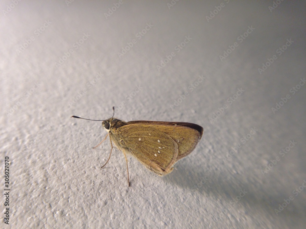 butterfly, insect, nature, macro, moth, wings, wing, white, fly, brown ...