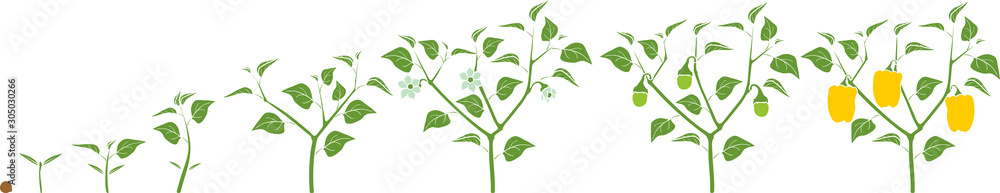 Life cycle of pepper plant. Growth stages from seed to flowering and ...
