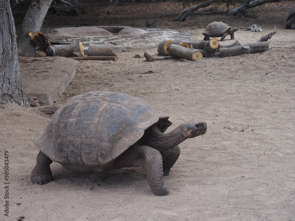 Galapagos Giant tortoises walking slowly, Isabela Island (Isla Isabela ...