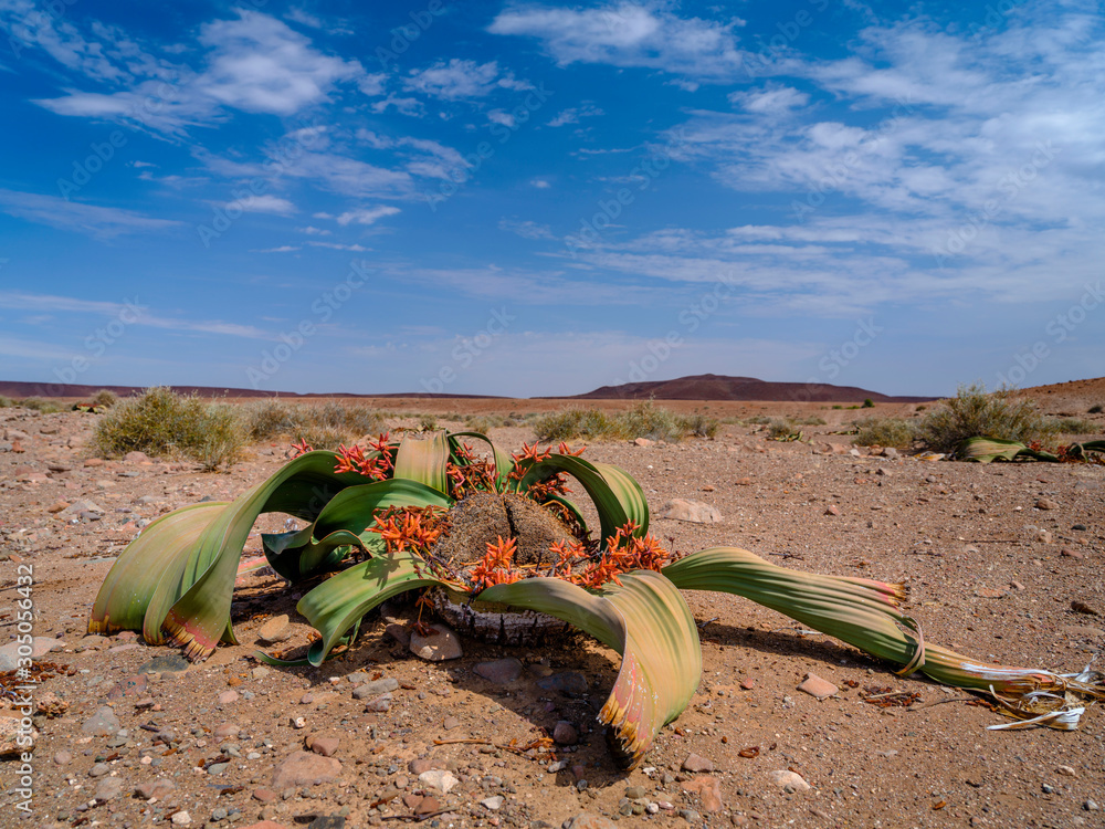 Welwitschia mirabilis in Damaraland desert - Namibia. Stock Photo ...