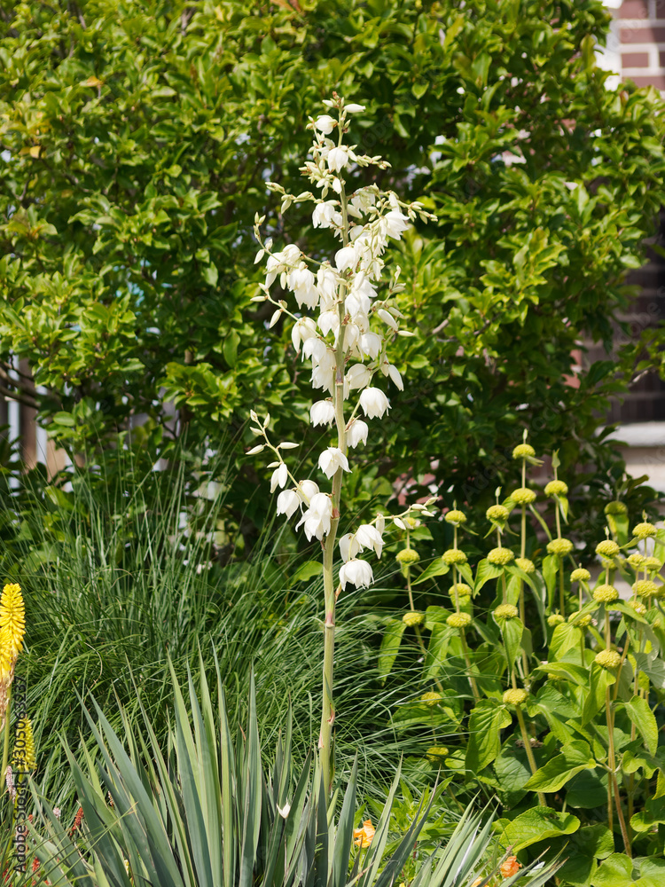 Tige florale garnie de panicules de fleurs blanc-crème en forme de ...