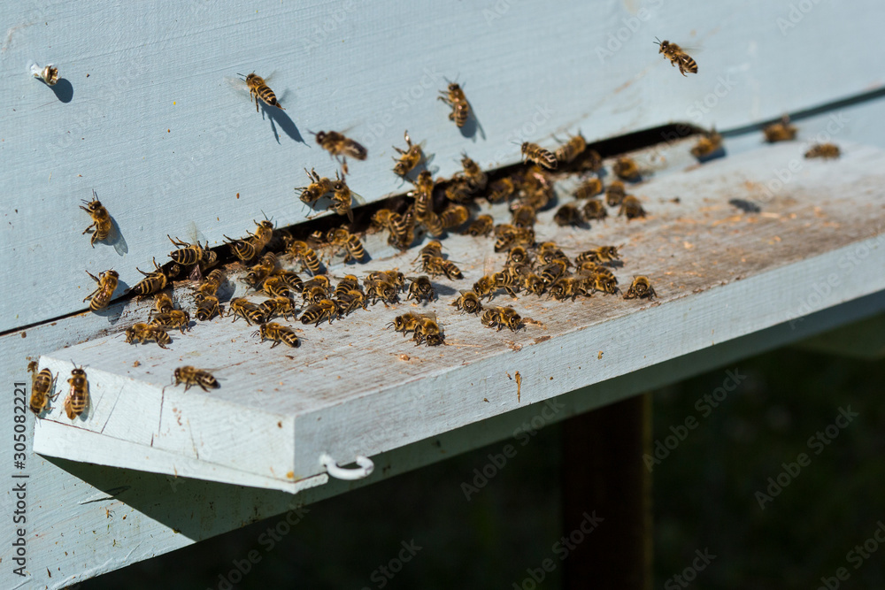 The bees at front hive entrance macro close up. Bee flying to hive ...