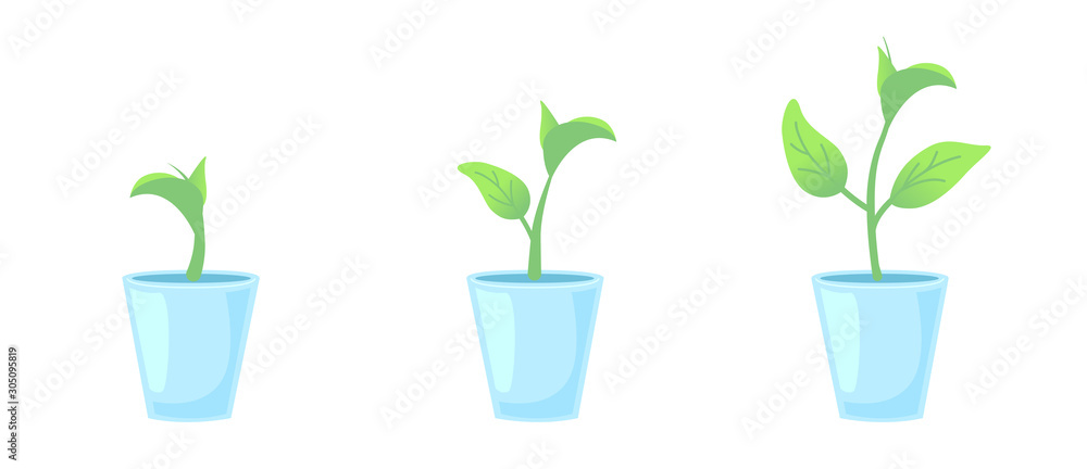 Set three potted plants. Gardening home design elements. Phases plant ...