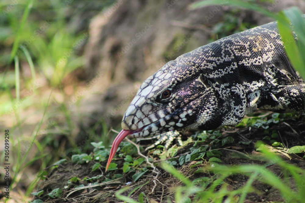 Black-and-white Tegu (Salvator merianae - lagarto overo) sticking out ...