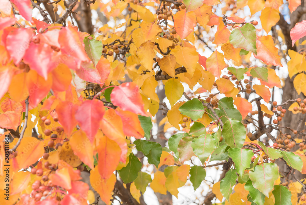 Pyrus Calleryana Fall