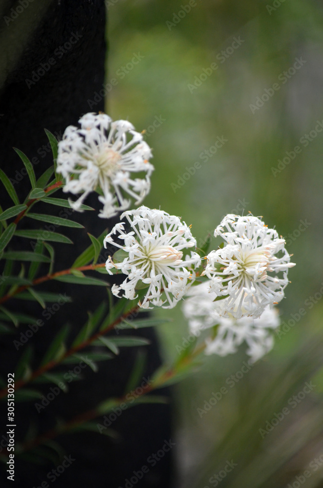 White flowers of Australian native Slender Rice Flower, Pimelea ...