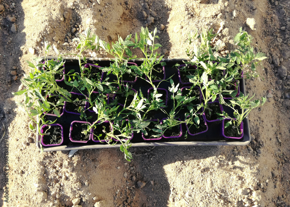 Manual sowing process for own consumption. Subsistence agriculture ...