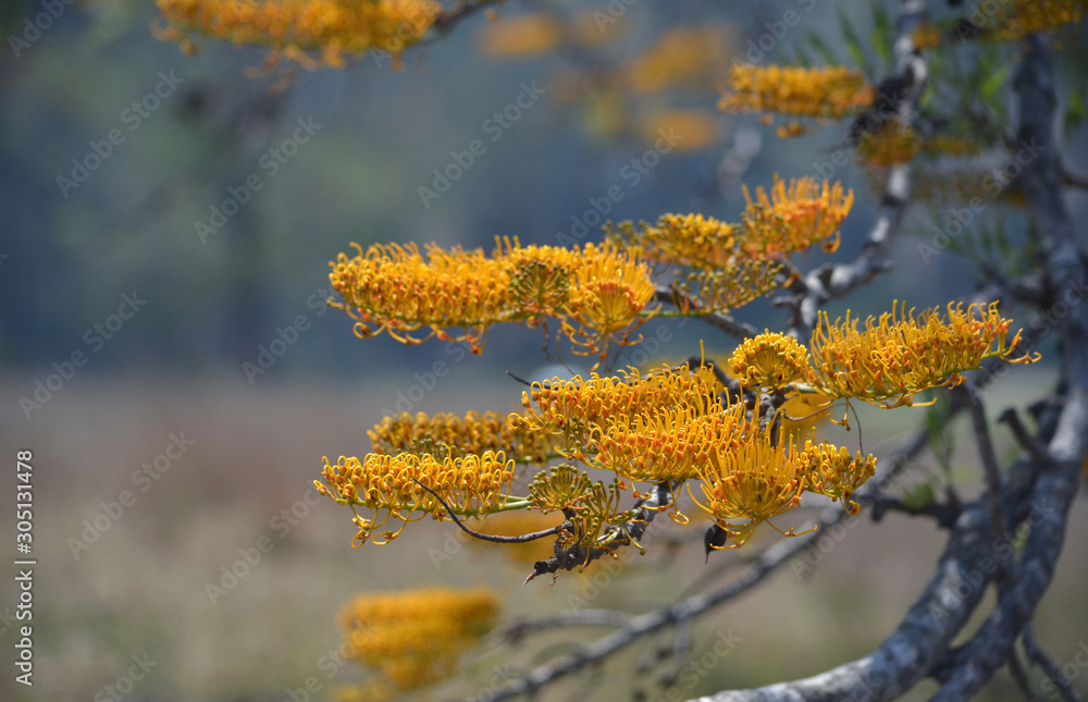 Orange gold flowers of the Australian native Silky Oak tree Grevillea ...