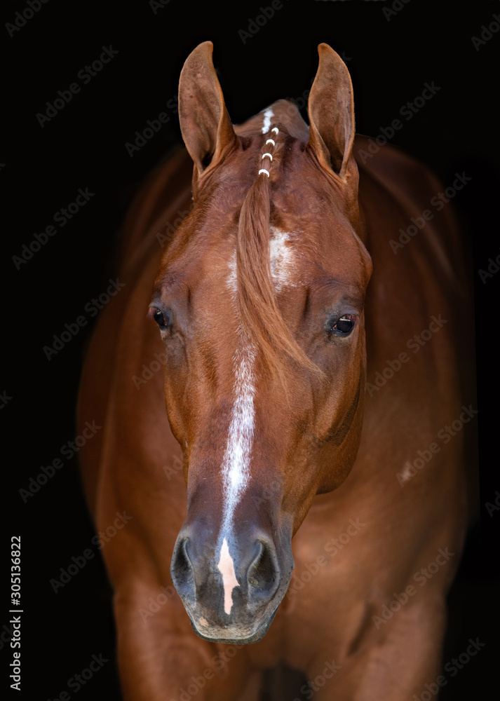 Quarter Horse Headshot