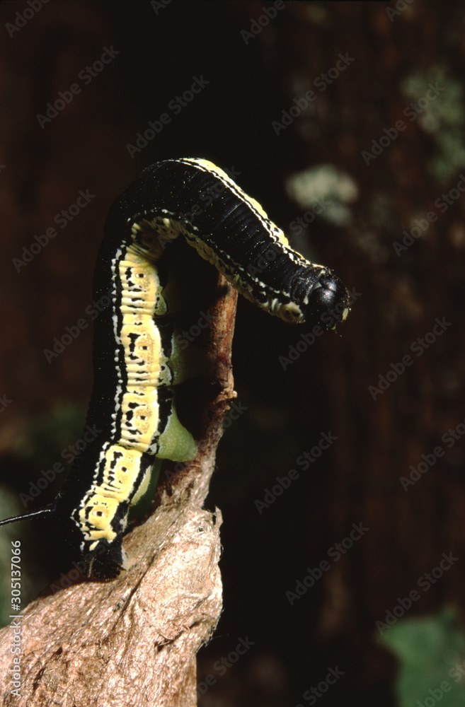 Catalpa Sphinx Moth (Ceratomia Catalpae) Stock Photo | Adobe Stock