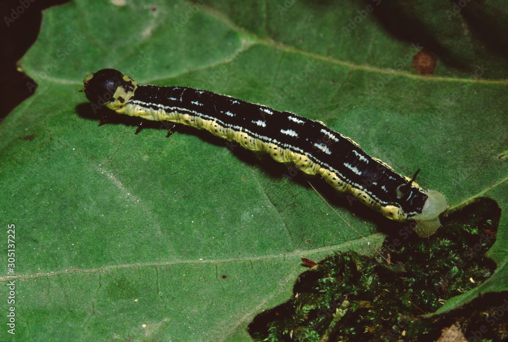 Catalpa Sphinx Moth (Ceratomia Catalpae) Stock Photo | Adobe Stock