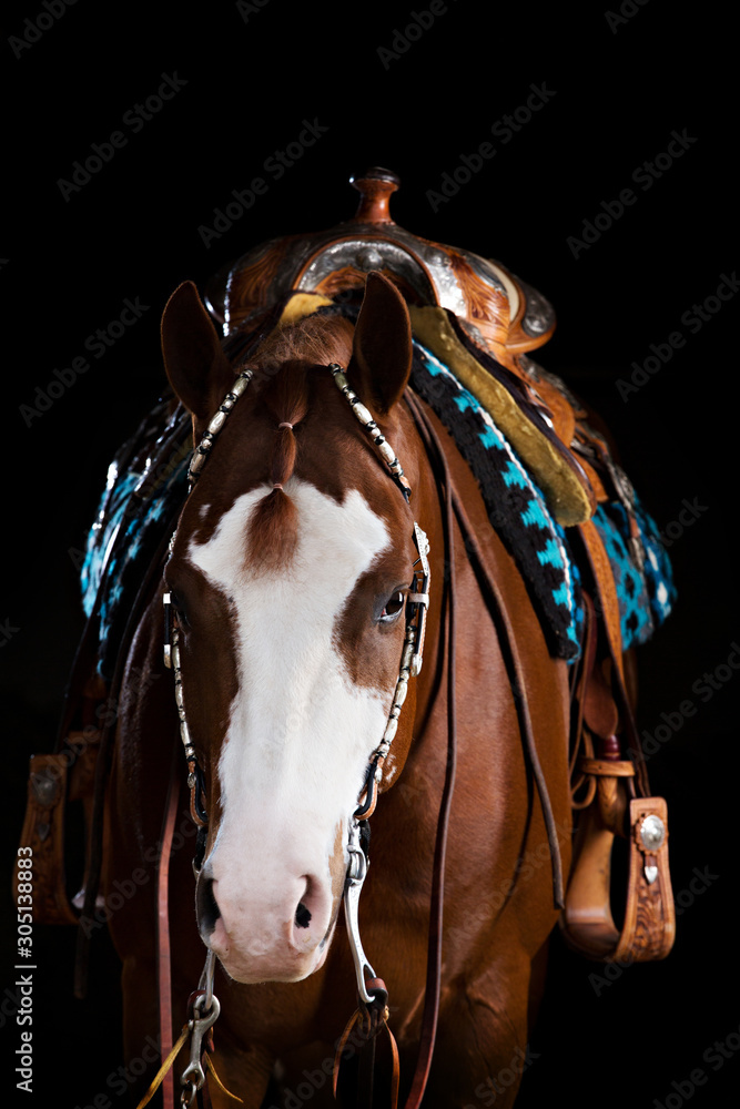 Beautiful Western Horse Photography