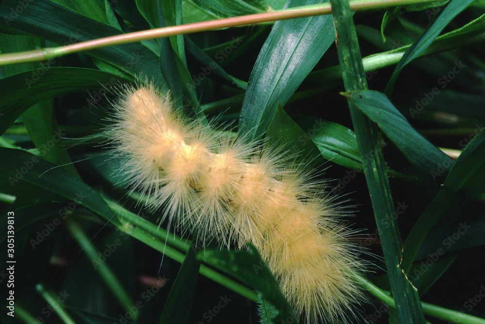 Calleta Silkmoth Caterpillar