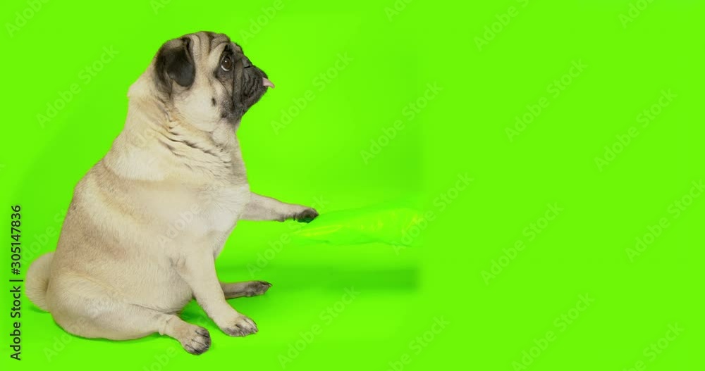 Funny cute pug dog touching green screen object, putting and holding ...