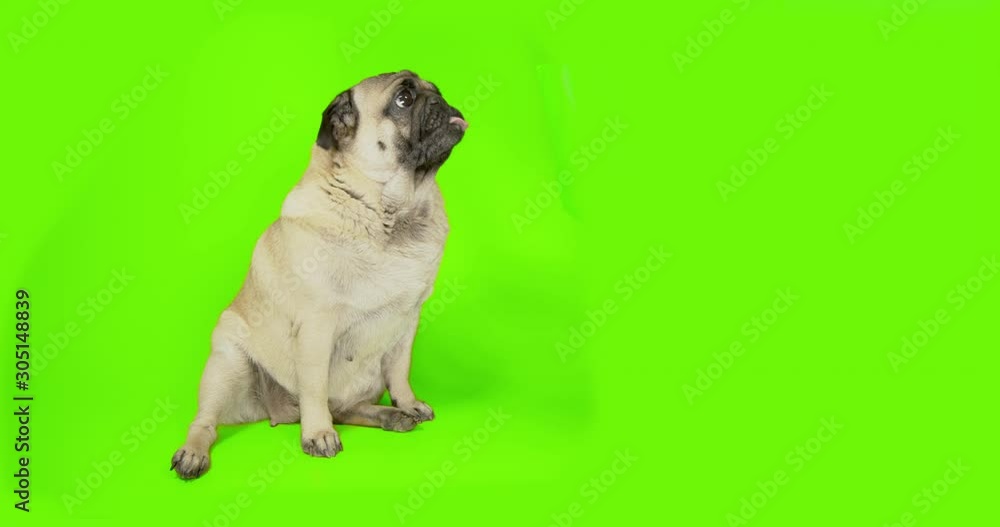 Funny cute pug dog touching green screen object, scratching, clawing by ...