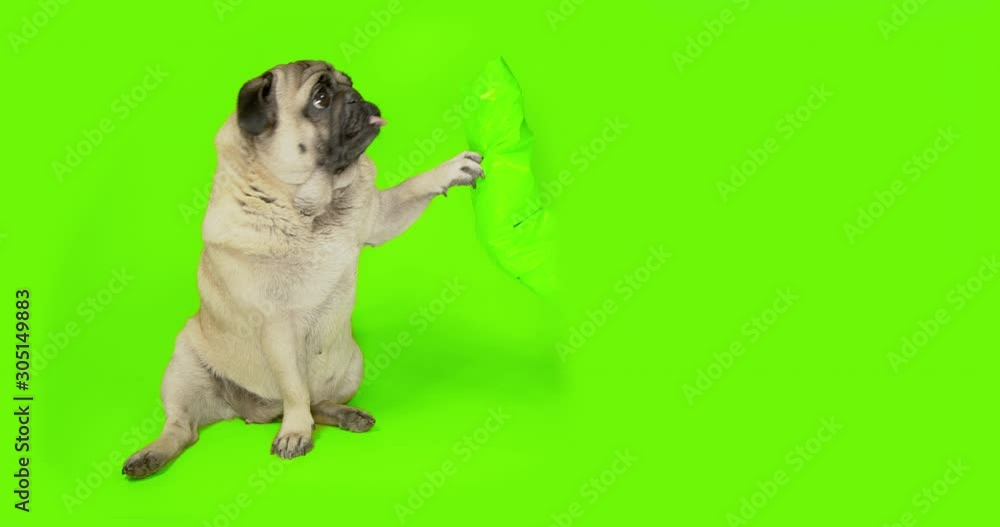 Funny cute pug dog touching green screen object, scratching, clawing by ...