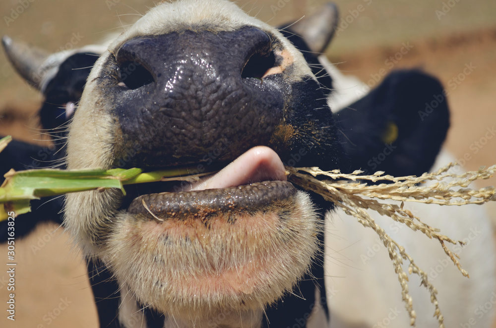 The cows muzzle close-up, cow eating the grass with the tongue seen ...