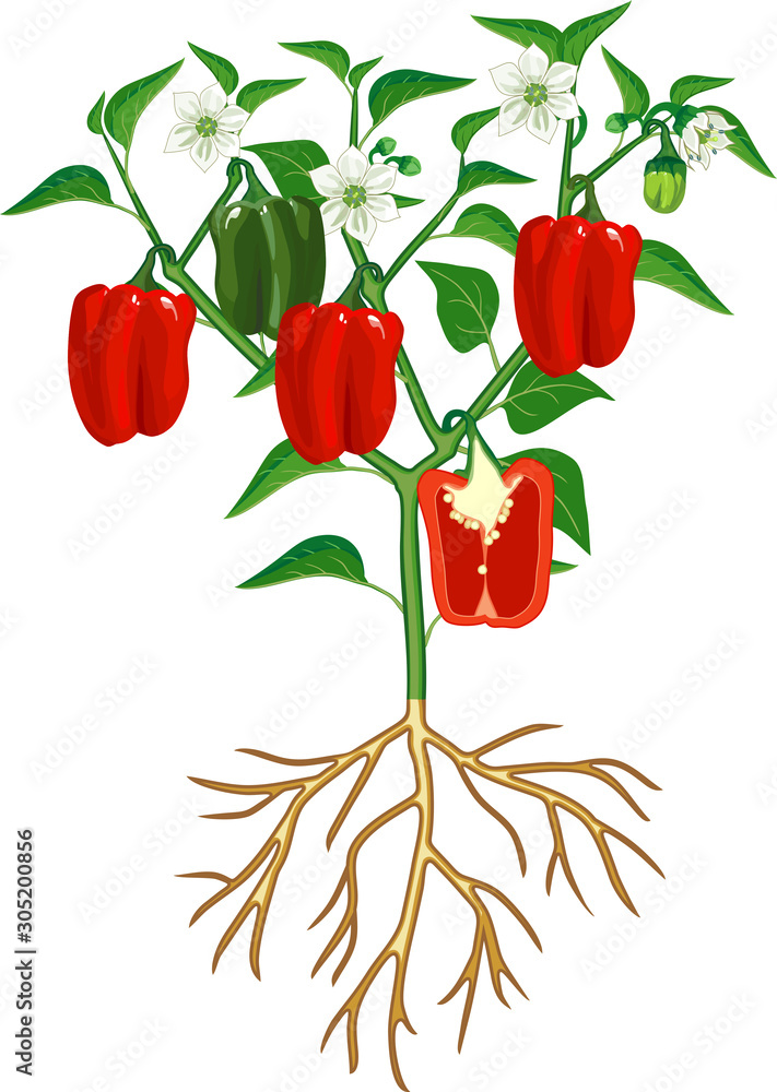 Pepper plant with green leaf and red peppers. General view of plant ...